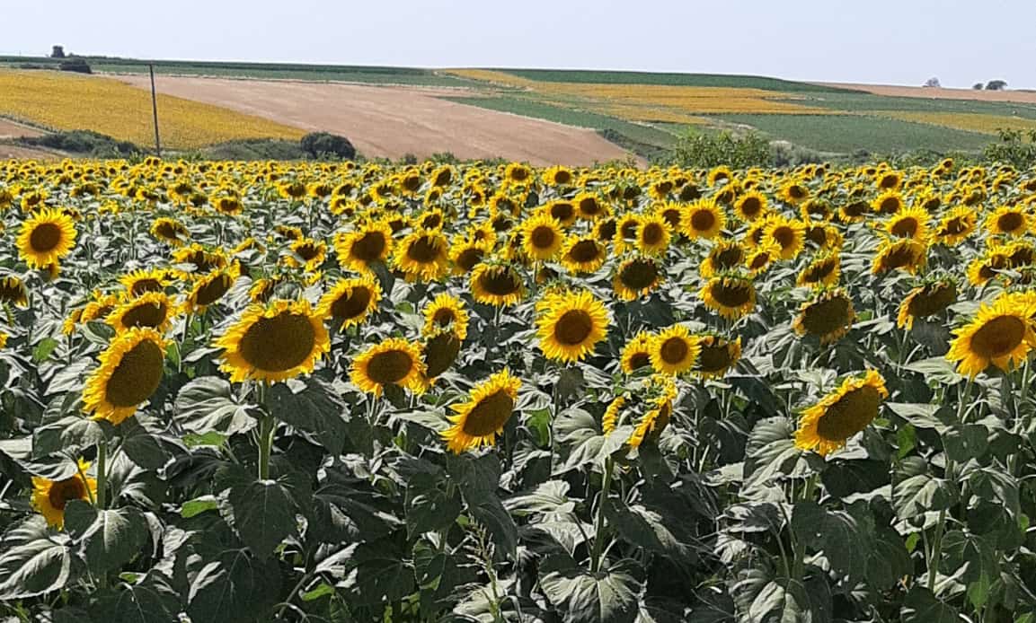 Herb Sunflower – KORRES